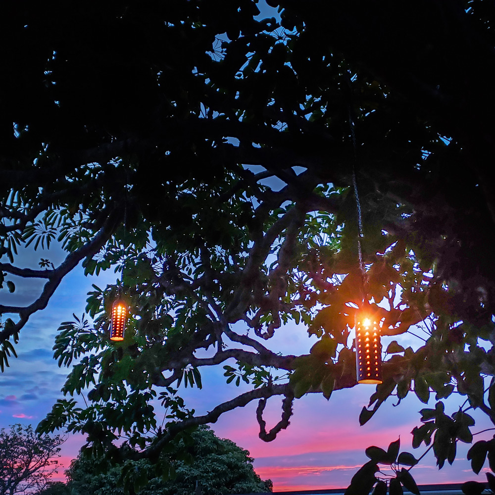 Sunset Evening Tree Lights Creates Magical Ambiance – Total Lighting Blog